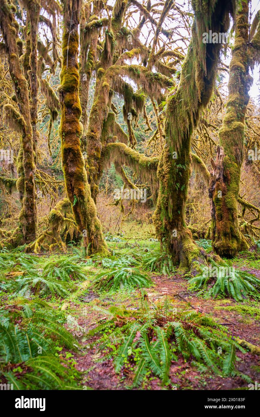 Hoh Rainforest Loop Trail in Olympic National Park at Olympic National ...