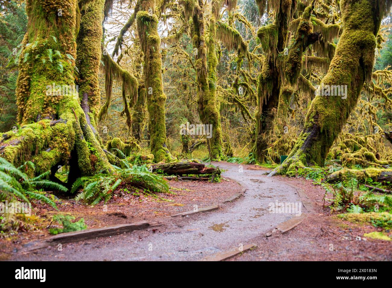 Hoh Rainforest Loop Trail in Olympic National Park at Olympic National ...
