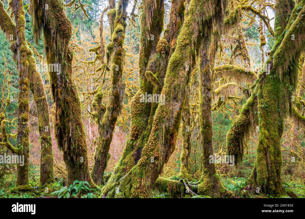 Hoh Rainforest Loop Trail in Olympic National Park at Olympic National ...