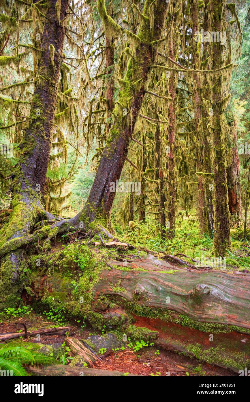 Hoh Rainforest Loop Trail in Olympic National Park at Olympic National ...