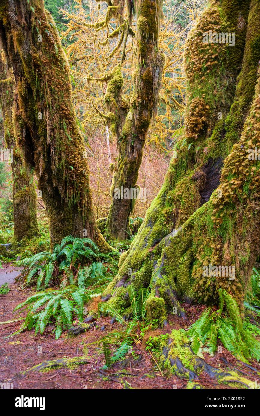 Hoh Rainforest Loop Trail in Olympic National Park at Olympic National ...