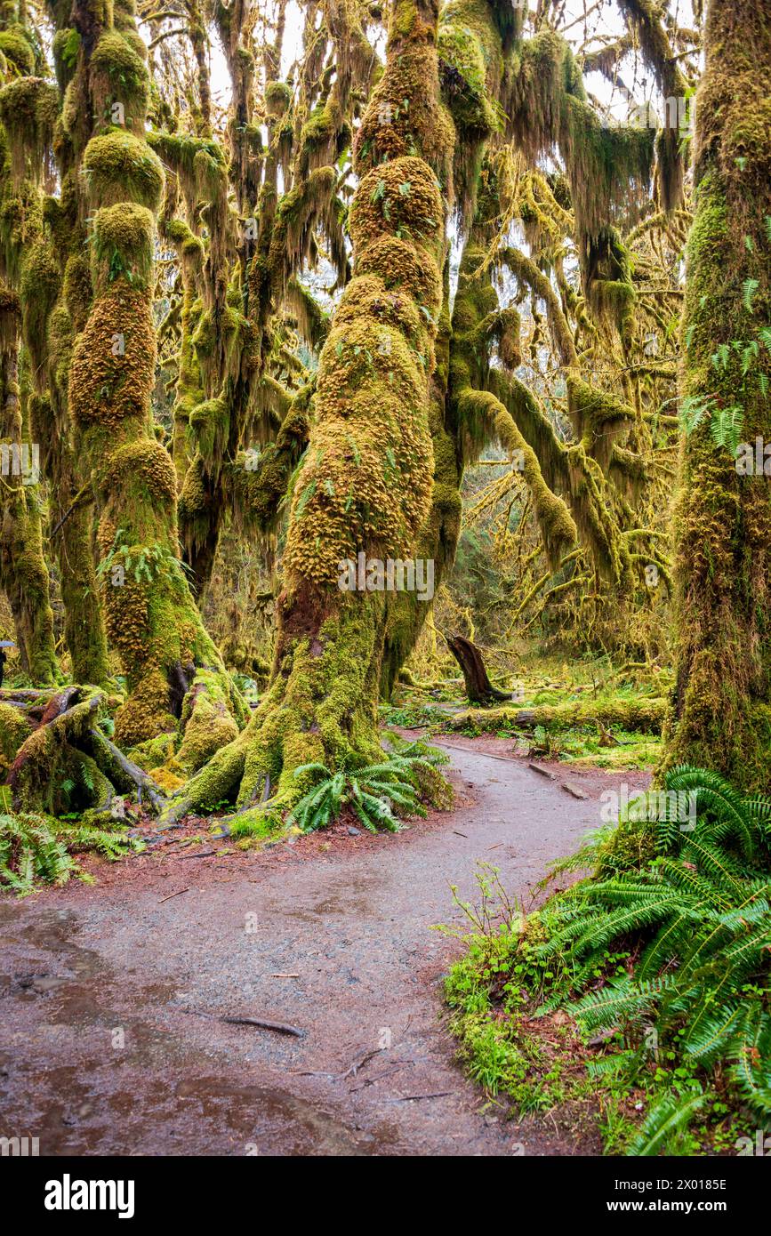 Hoh Rainforest Loop Trail in Olympic National Park at Olympic National ...