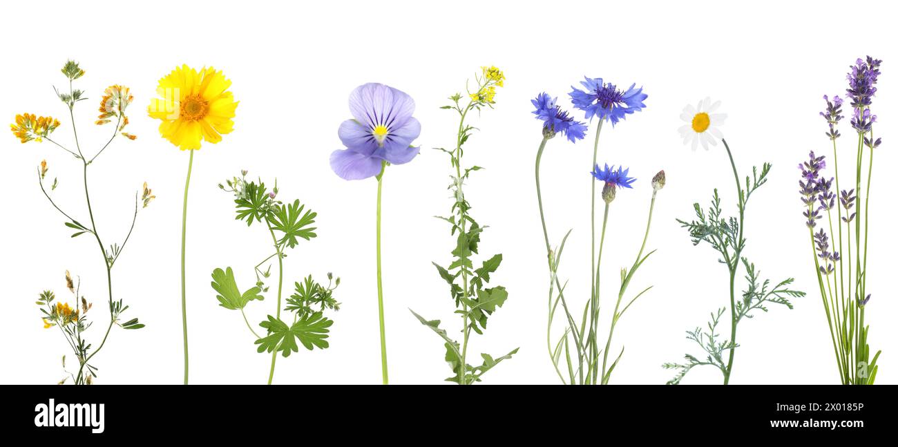 Different beautiful flowers isolated on white, set Stock Photo - Alamy