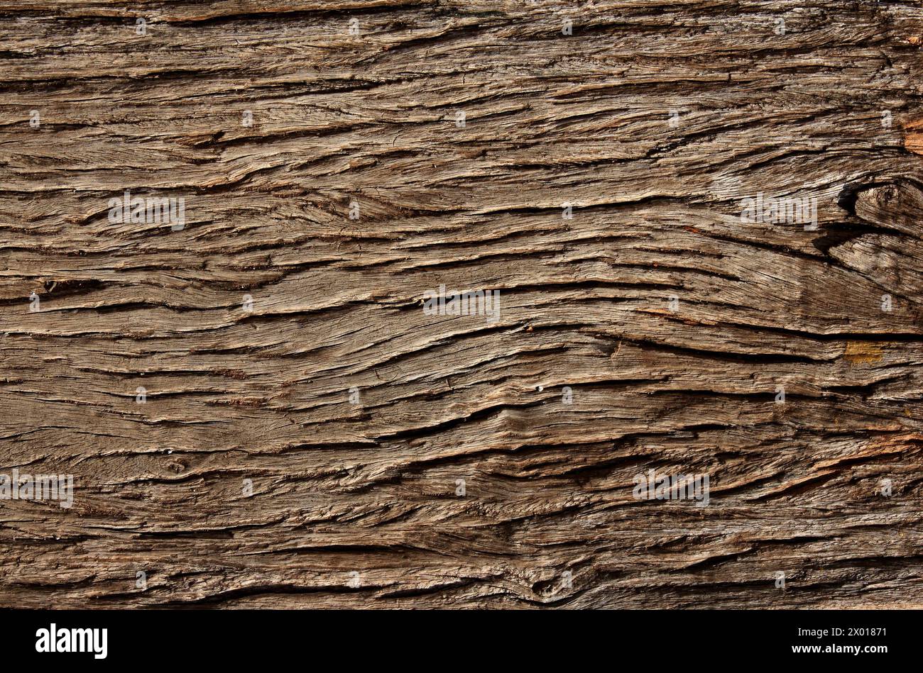 Horizontal or vertical natural background with tree bark texture. Close ...
