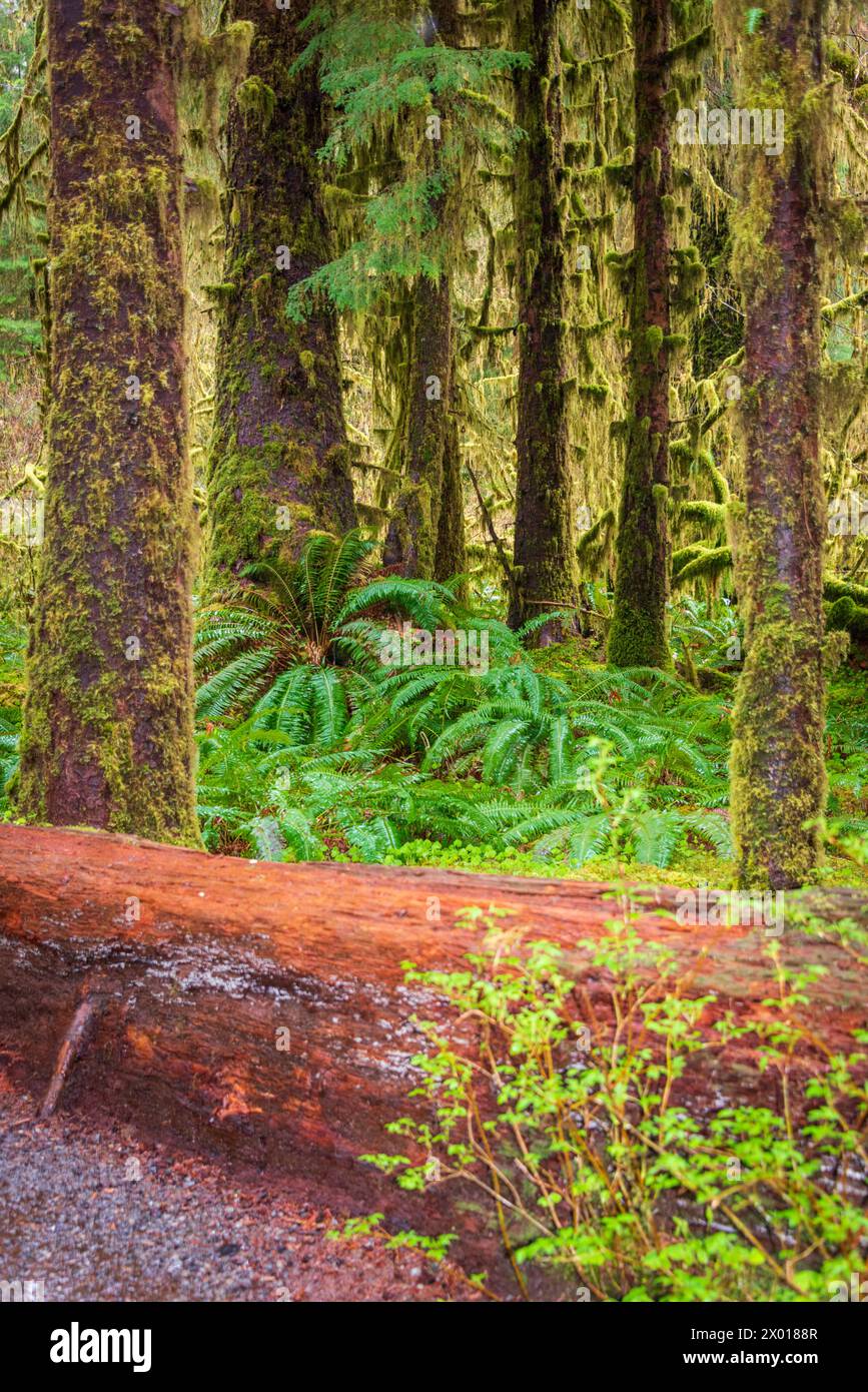 Hoh Rainforest Loop Trail in Olympic National Park at Olympic National ...