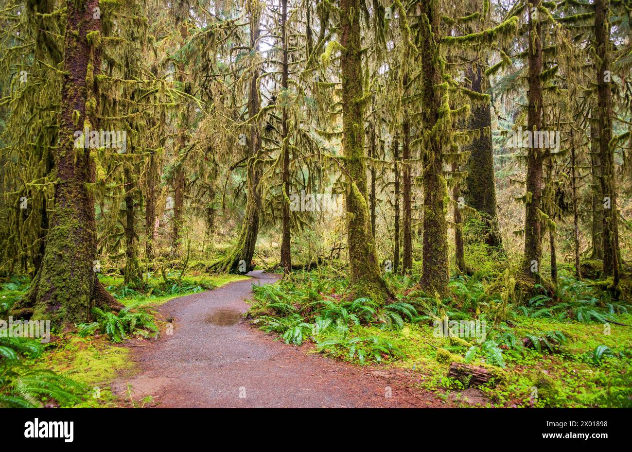 Hoh Rainforest Loop Trail in Olympic National Park at Olympic National ...