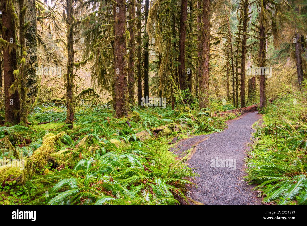 Hoh Rainforest Loop Trail in Olympic National Park at Olympic National ...