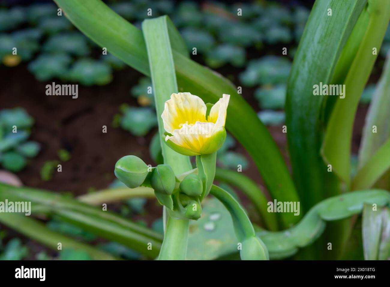 Close up photo of the water hyacinth plant "Eichhornia crassipes Stock ...