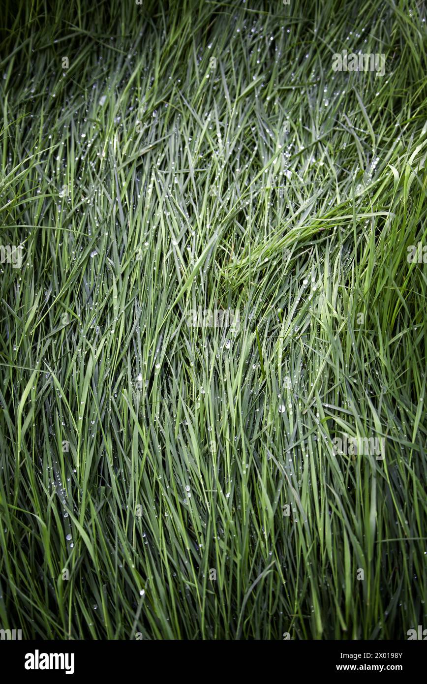 Detail of fresh grass wet by rain in nature Stock Photo - Alamy