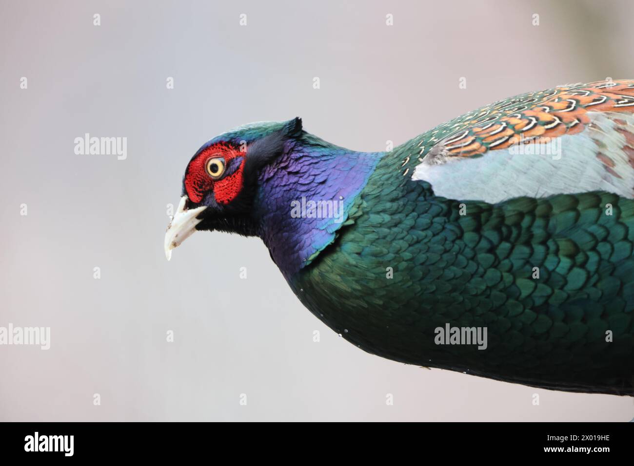 The green pheasant (Phasianus versicolor), also known as the Japanese ...