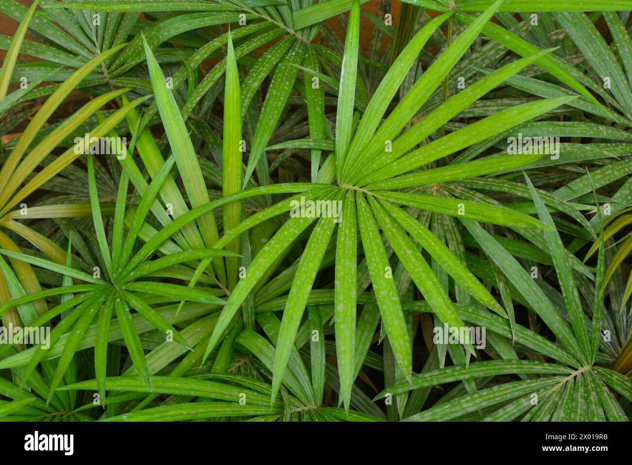 Rattan palm tree This small tree is used as a seed for planting in the ...