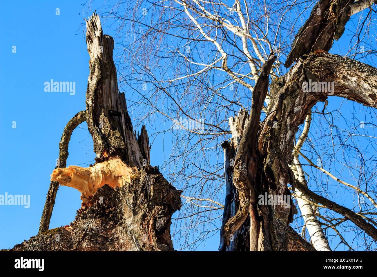 The trunk of an old birch tree falling into two parts against the blue ...