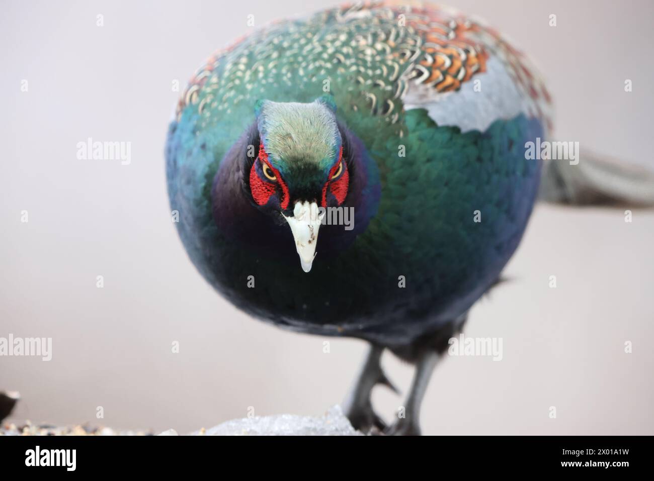 The green pheasant (Phasianus versicolor), also known as the Japanese ...