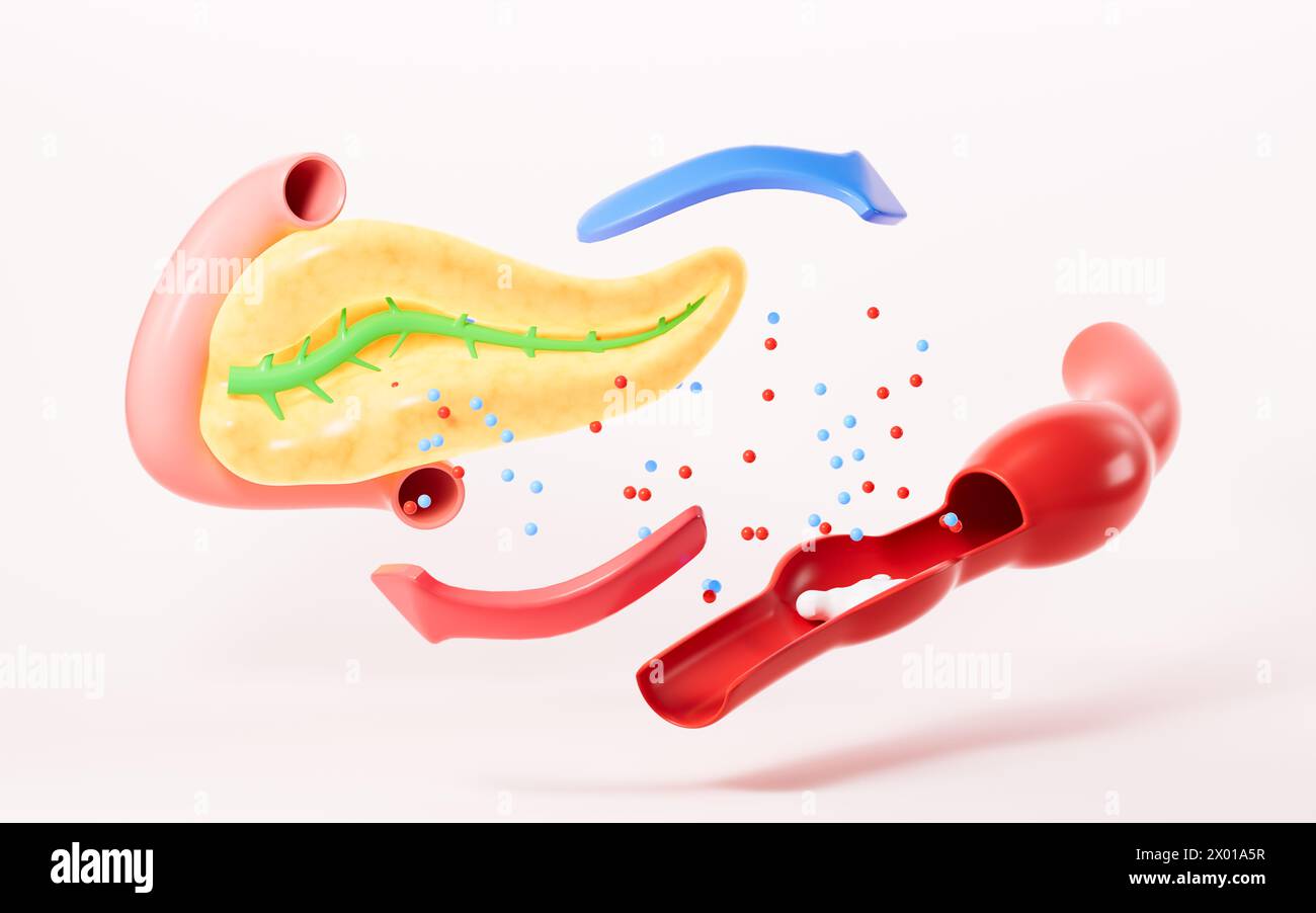 Human pancreas, gall bladder organ model, pancreas secretes insulin, 3d ...