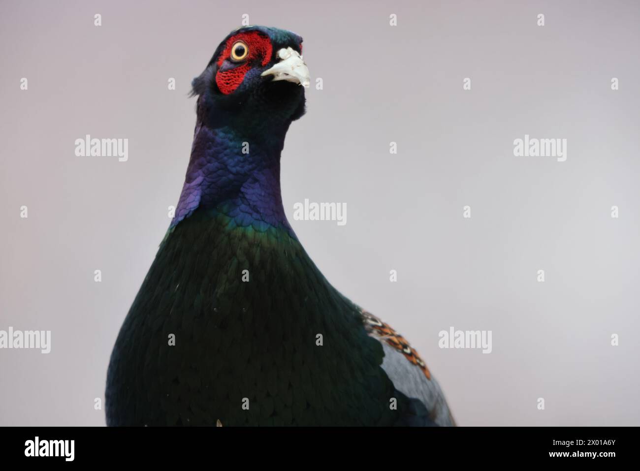 The green pheasant (Phasianus versicolor), also known as the Japanese ...