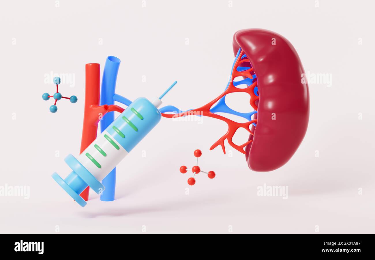 Human blood vessel and splenic organ model, 3d rendering. 3d ...