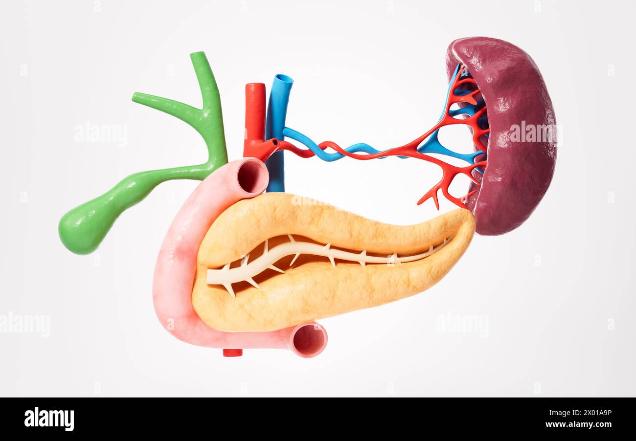 Human pancreas, gall bladder, splenic organ model, 3d rendering. 3d ...