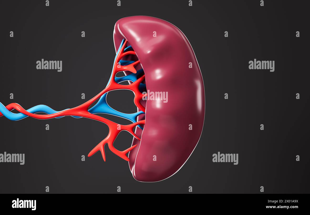 Human blood vessel and splenic organ model, 3d rendering. 3d ...