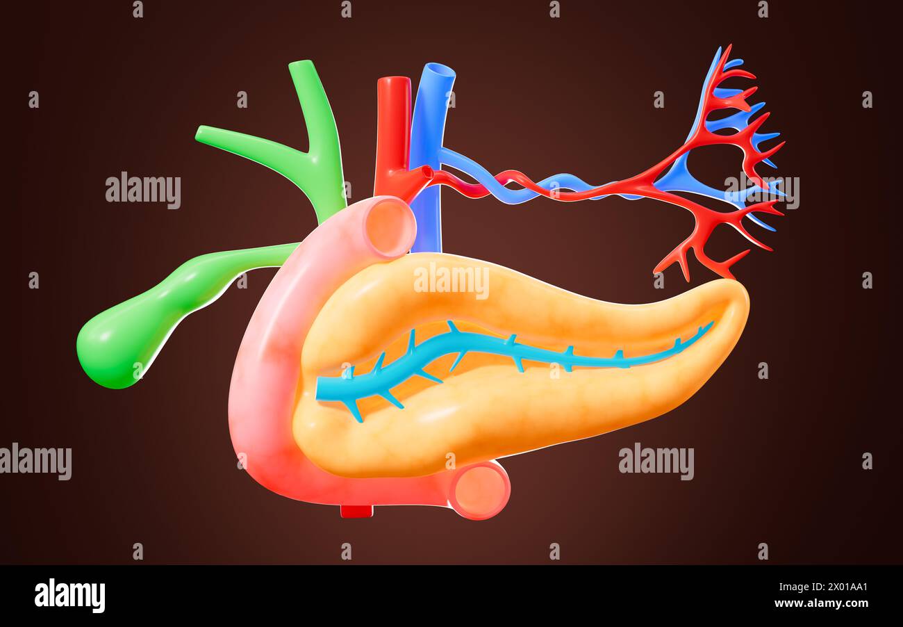 Human pancreas, gall bladder organ model, 3d rendering. 3d illustration ...