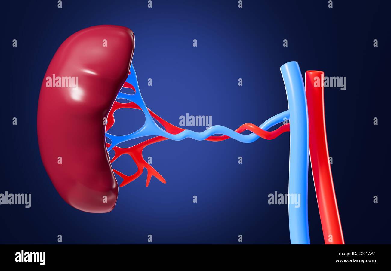 Human blood vessel and splenic organ model, 3d rendering. 3d ...