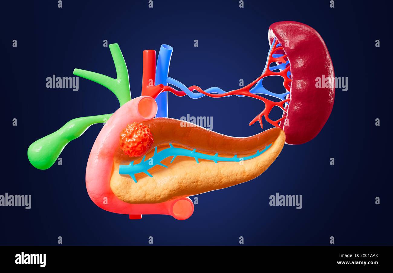 Human pancreas, gall bladder, splenic organ model, 3d rendering. 3d ...