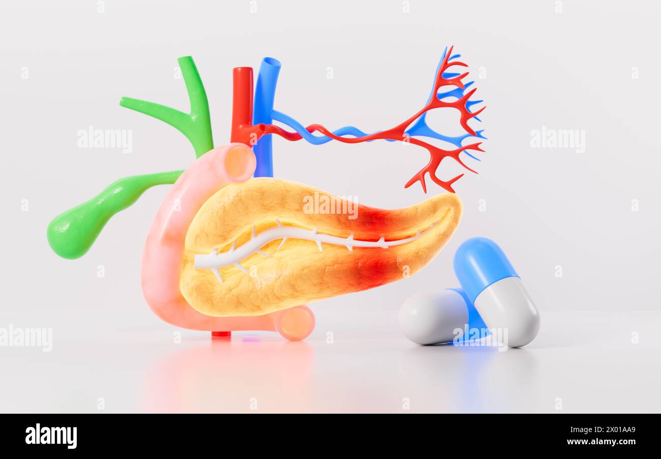 Human pancreas, gall bladder organ model, pancreatitis and drug therapy ...