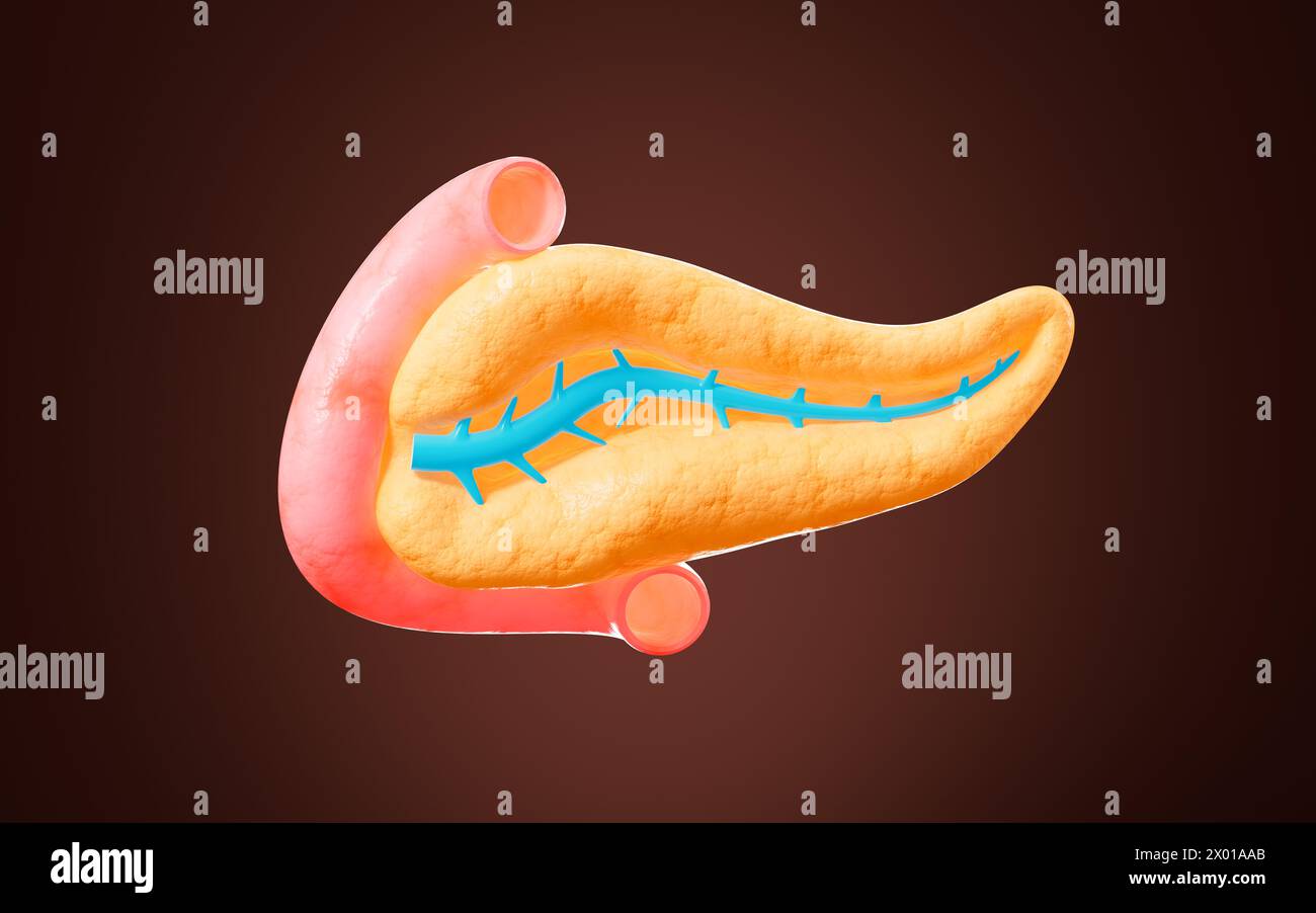 Human pancreas, gall bladder organ model, 3d rendering. 3d illustration ...