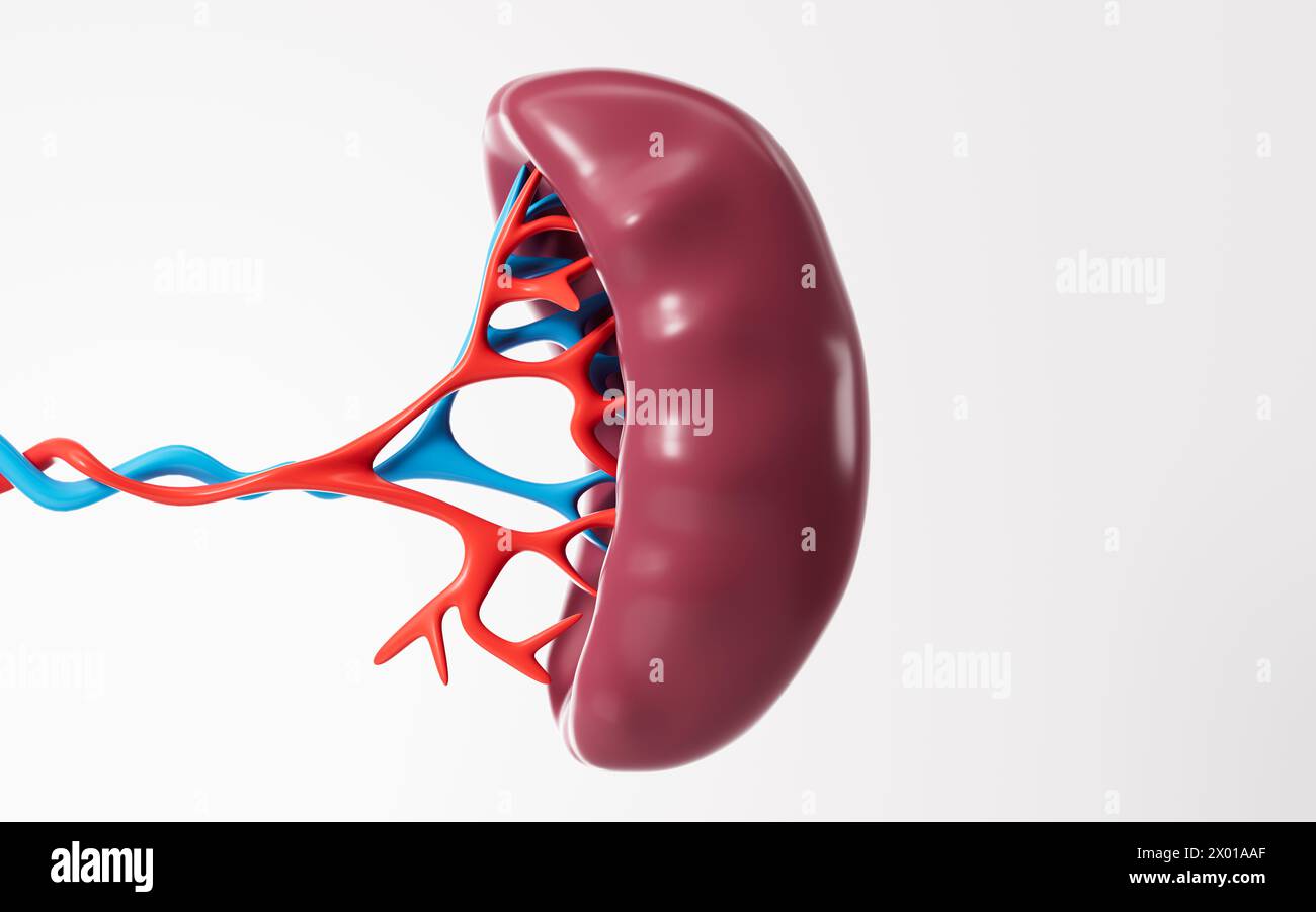 Human blood vessel and splenic organ model, 3d rendering. 3d ...