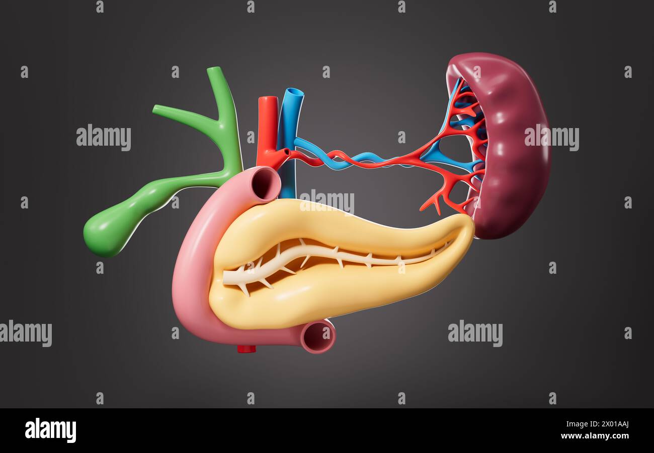 Human pancreas, gall bladder, splenic organ model, 3d rendering. 3d ...