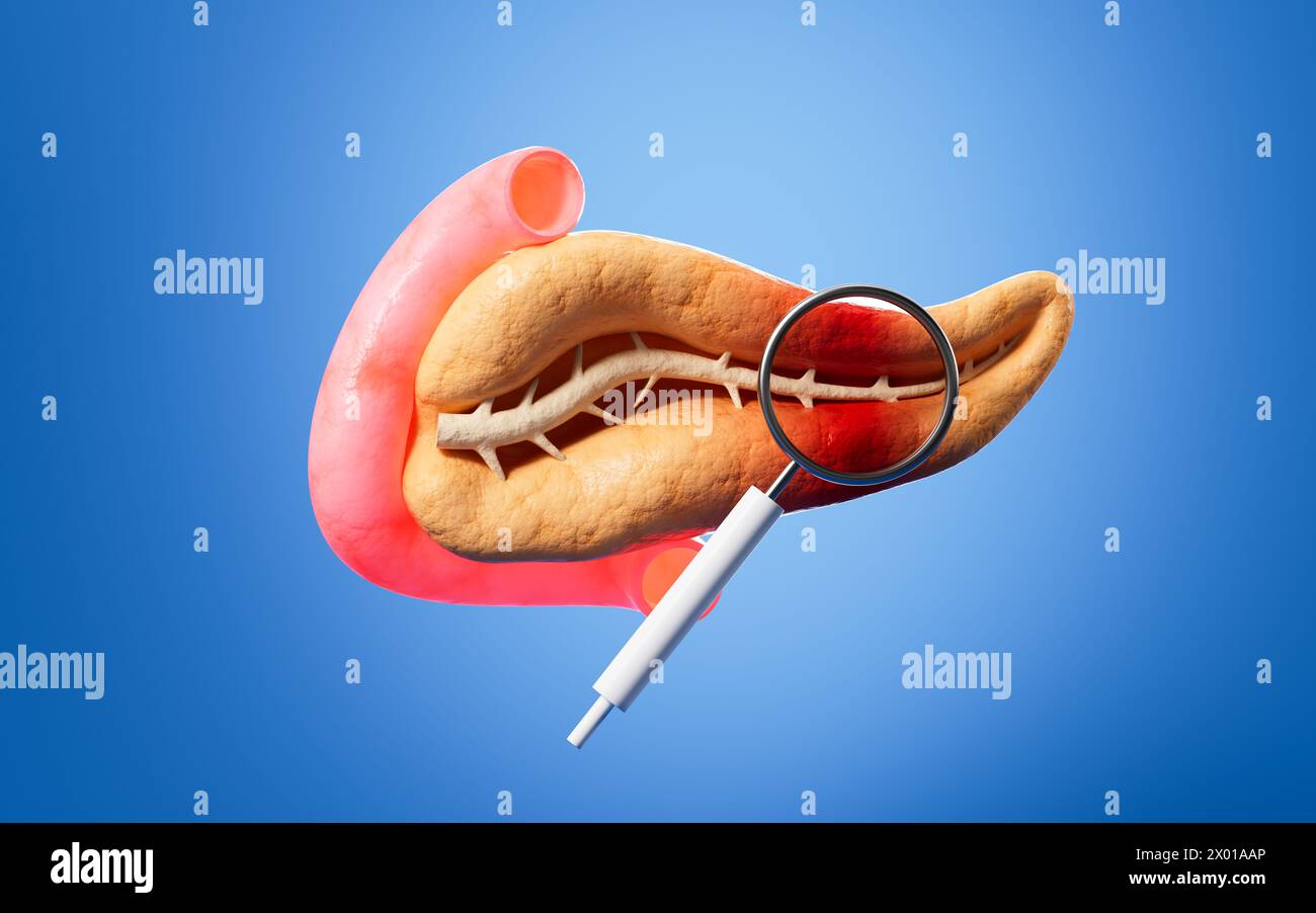 Human pancreas, gall bladder organ model, 3d rendering. 3d illustration ...