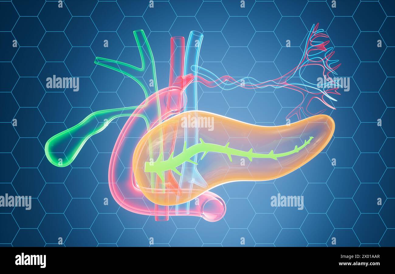 Human pancreas, gall bladder organ model, 3d rendering. 3d illustration ...