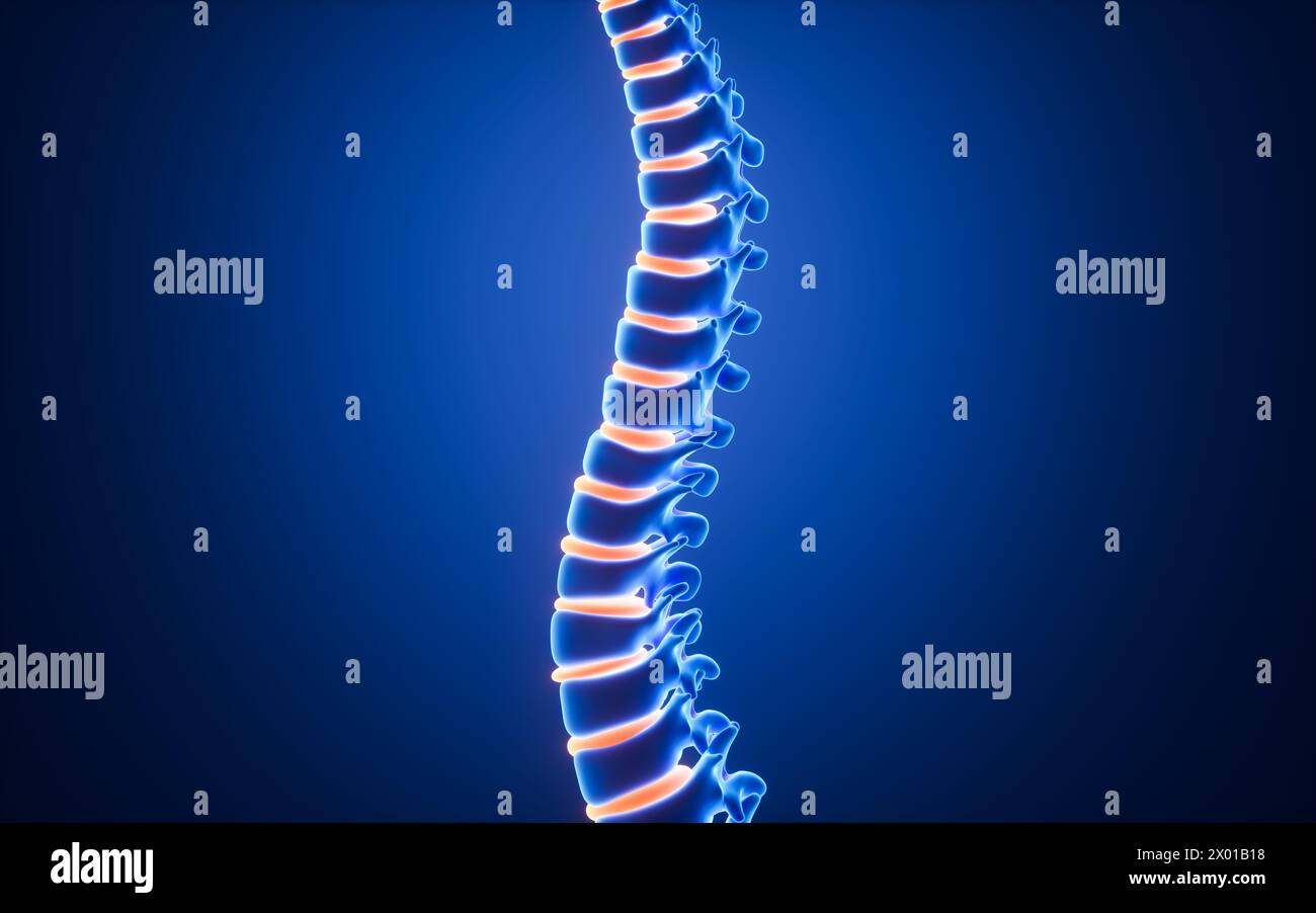 Human spine model, specification for human vertebrae model, 3d ...