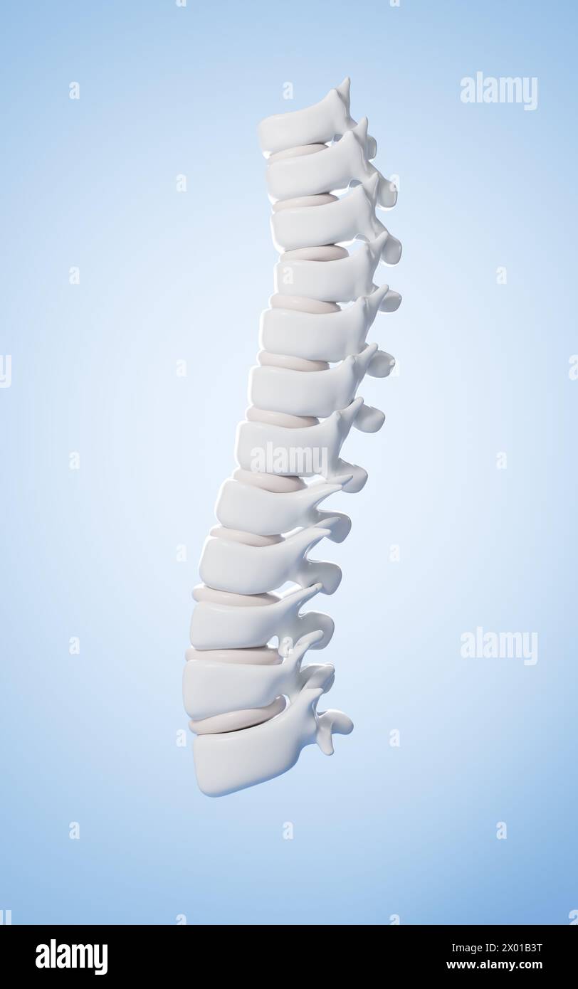 Human spine model, specification for human vertebrae model, 3d ...