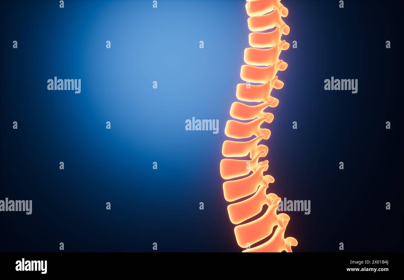 Human spine model, specification for human vertebrae model, 3d ...