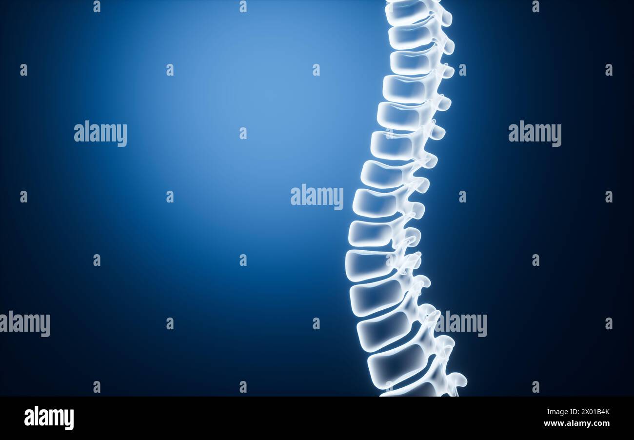 Human spine model, specification for human vertebrae model, 3d ...