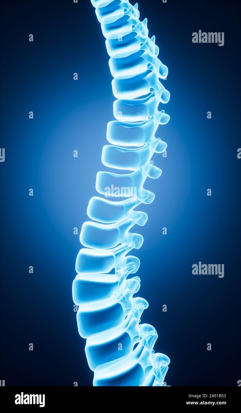 Human spine model, specification for human vertebrae model, 3d ...