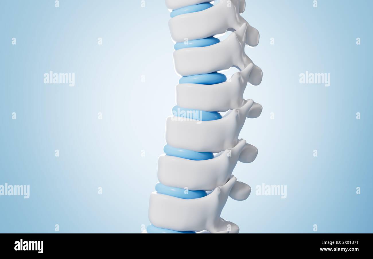 Human spine model, specification for human vertebrae model, 3d ...