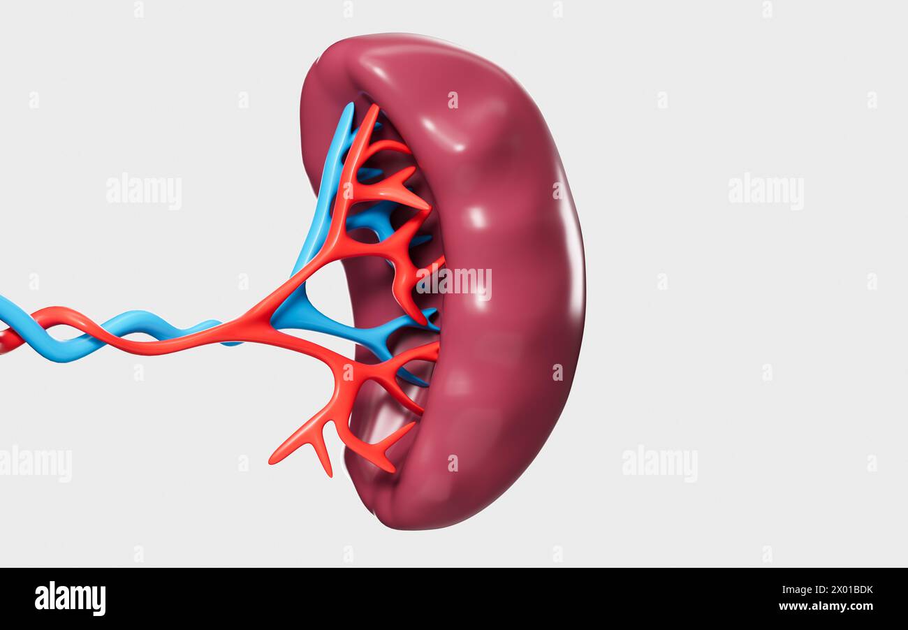 Human blood vessel and splenic organ model, 3d rendering. 3d ...