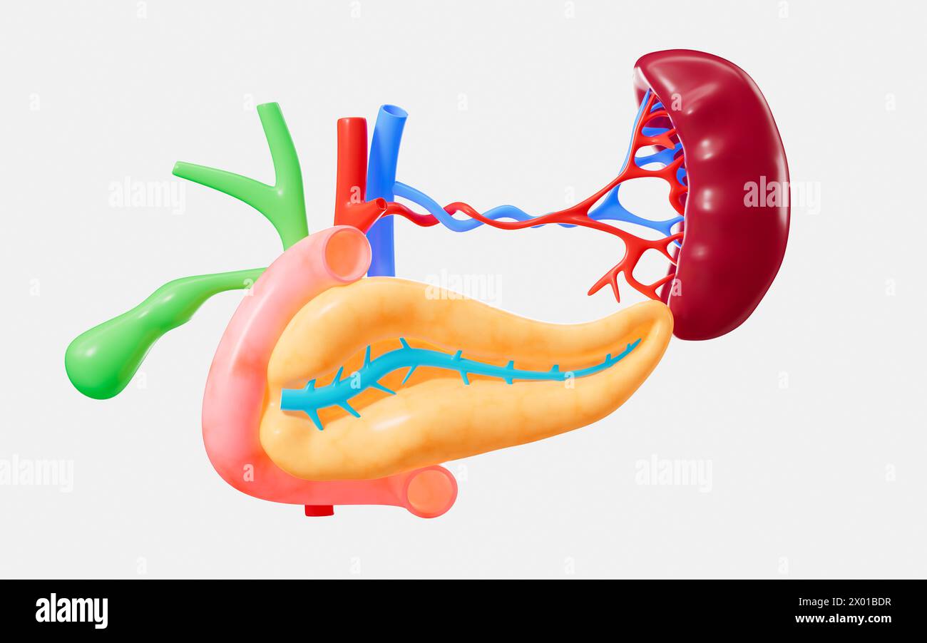 Human pancreas, gall bladder, splenic organ model, 3d rendering. 3d ...