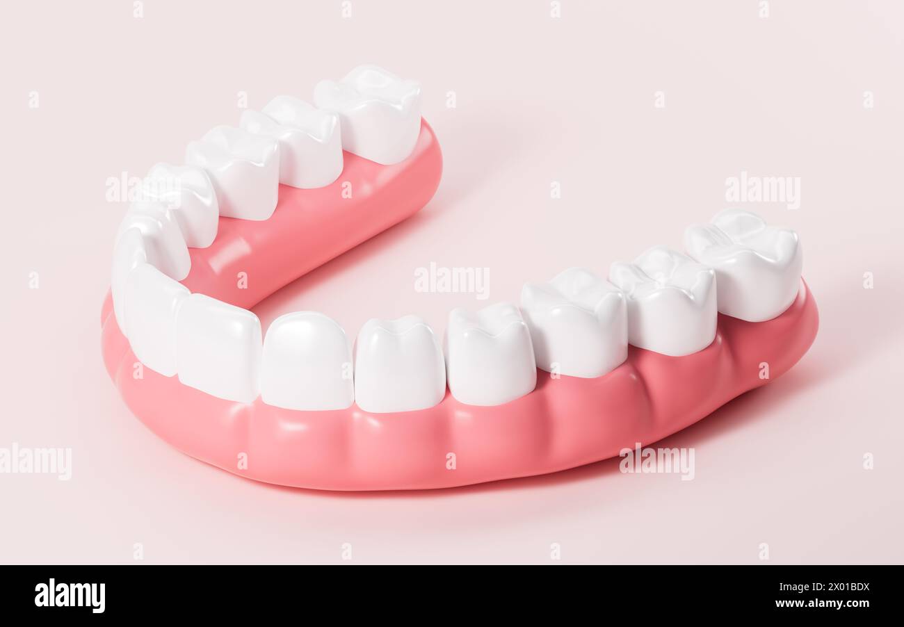 Human tooth model, white teeth, even teeth model, 3d rendering. 3d ...