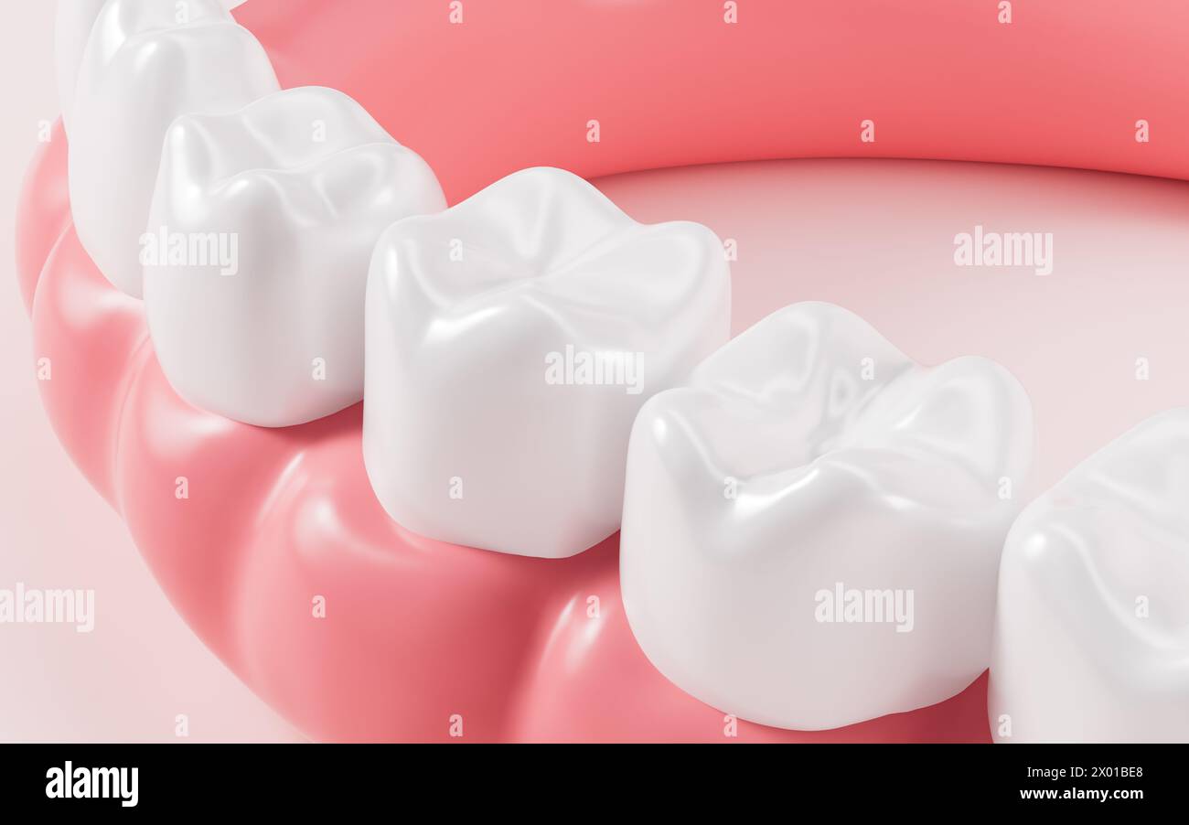 Human tooth model, white teeth, even teeth model, 3d rendering. 3d ...