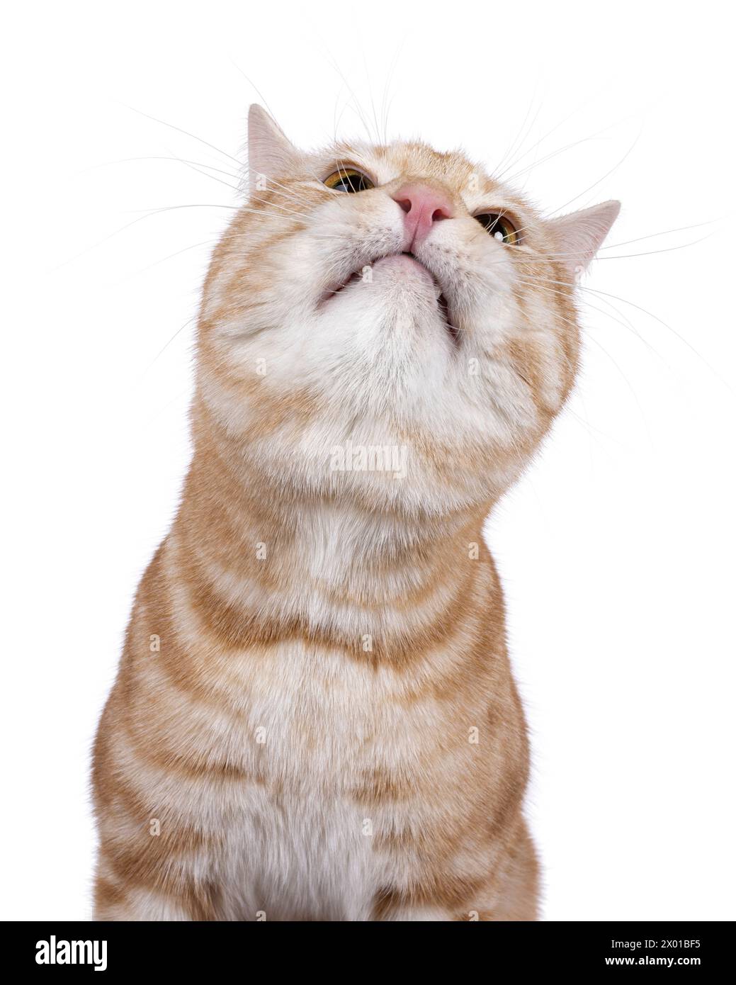 Funny head shot from handsome European Shorthair cat, sitting up facing ...