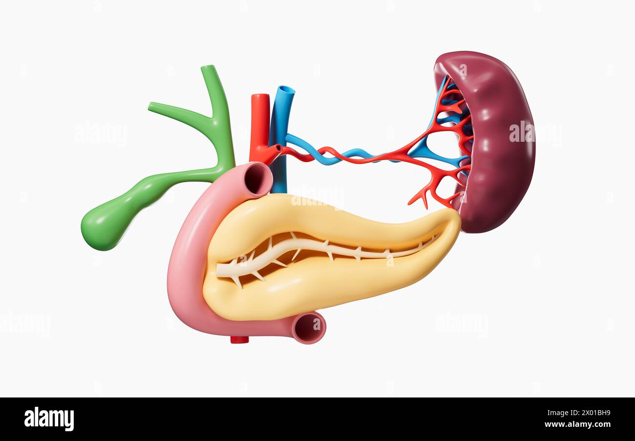 Human pancreas, gall bladder, splenic organ model, 3d rendering. 3d ...