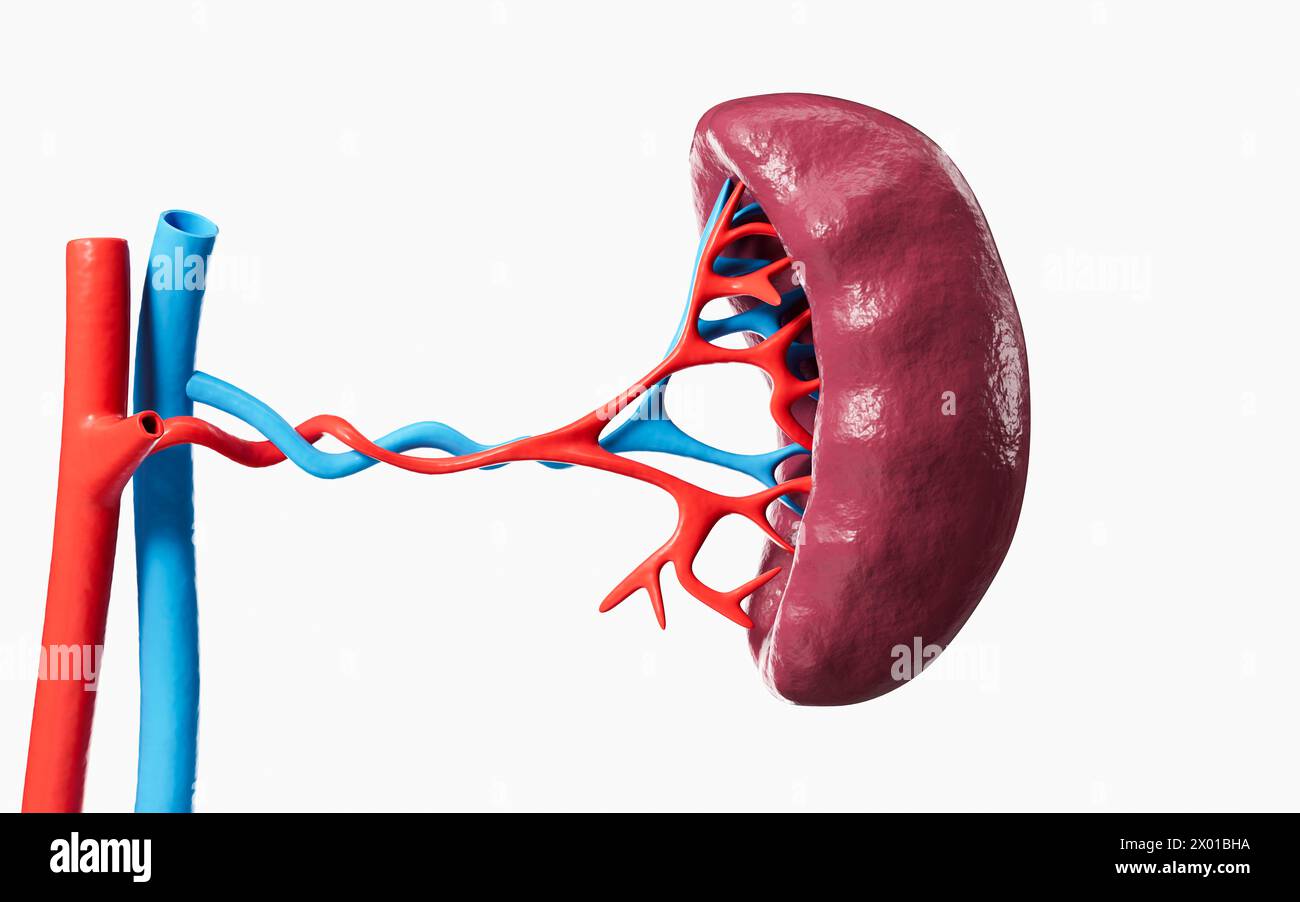 Human blood vessel and splenic organ model, 3d rendering. 3d ...