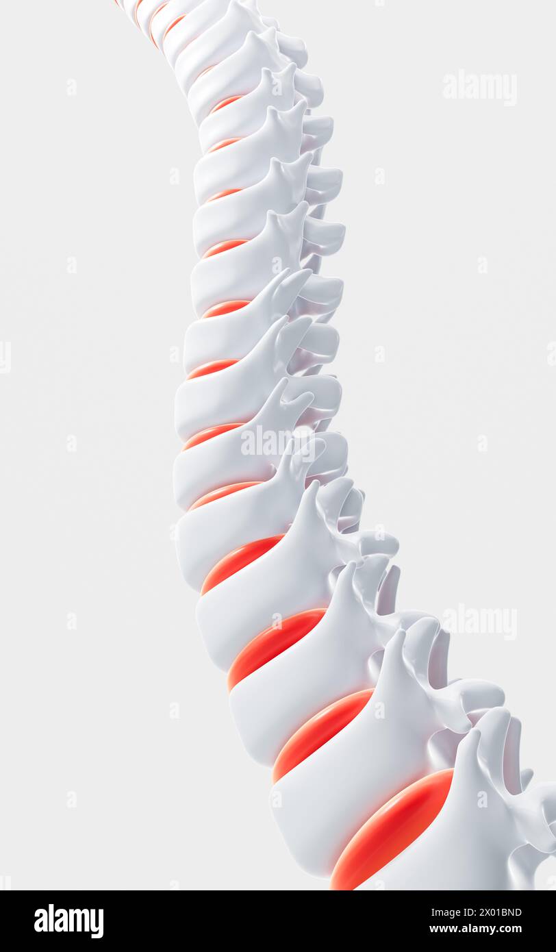 Human spine model, specification for human vertebrae model, 3d ...