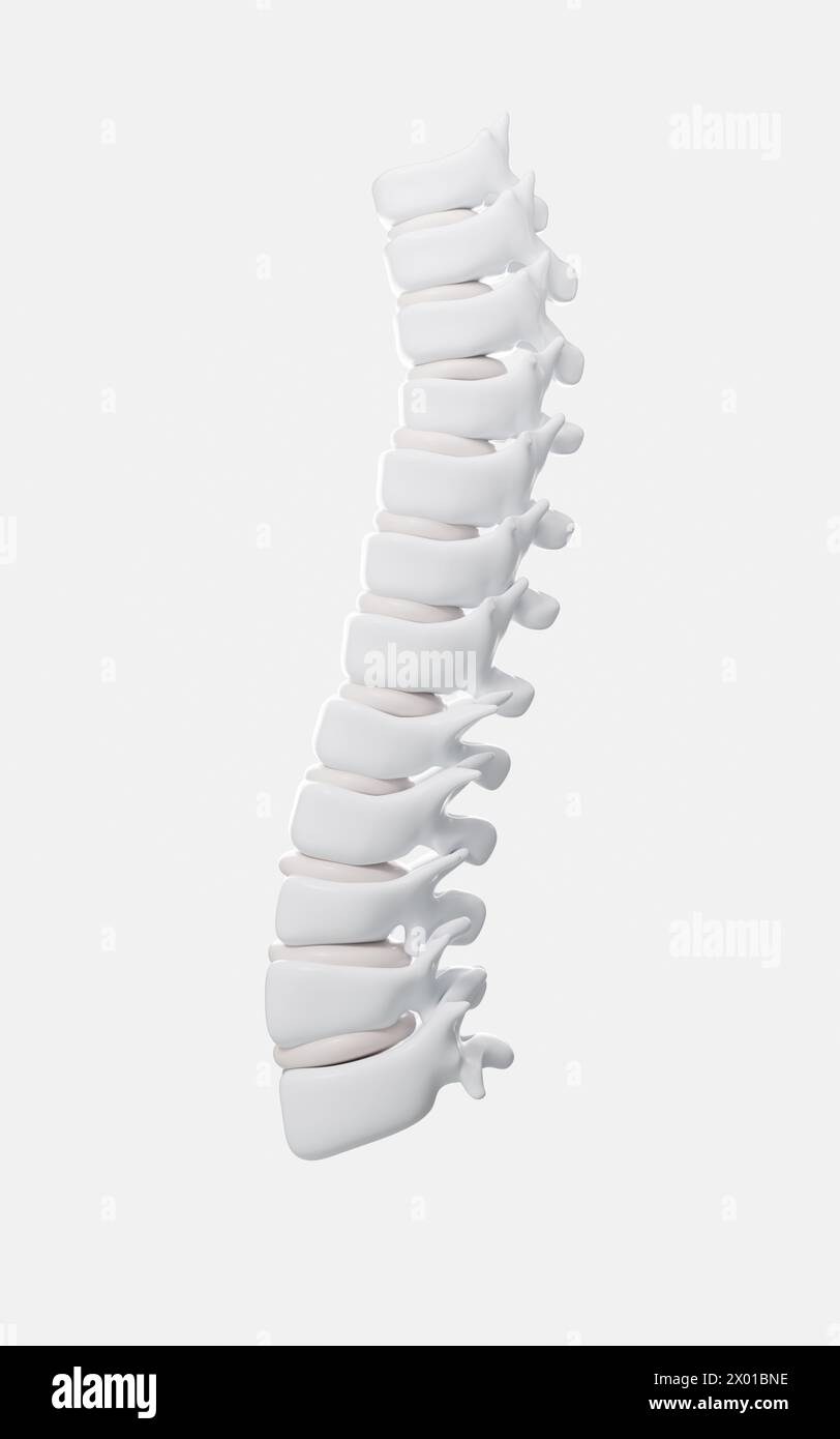 Human spine model, specification for human vertebrae model, 3d ...