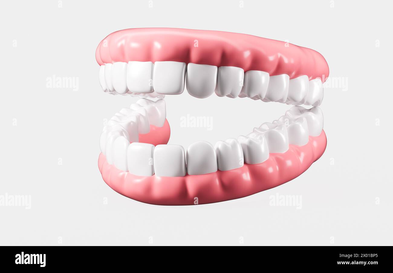 Human tooth model, white teeth, even teeth model, 3d rendering. 3d ...