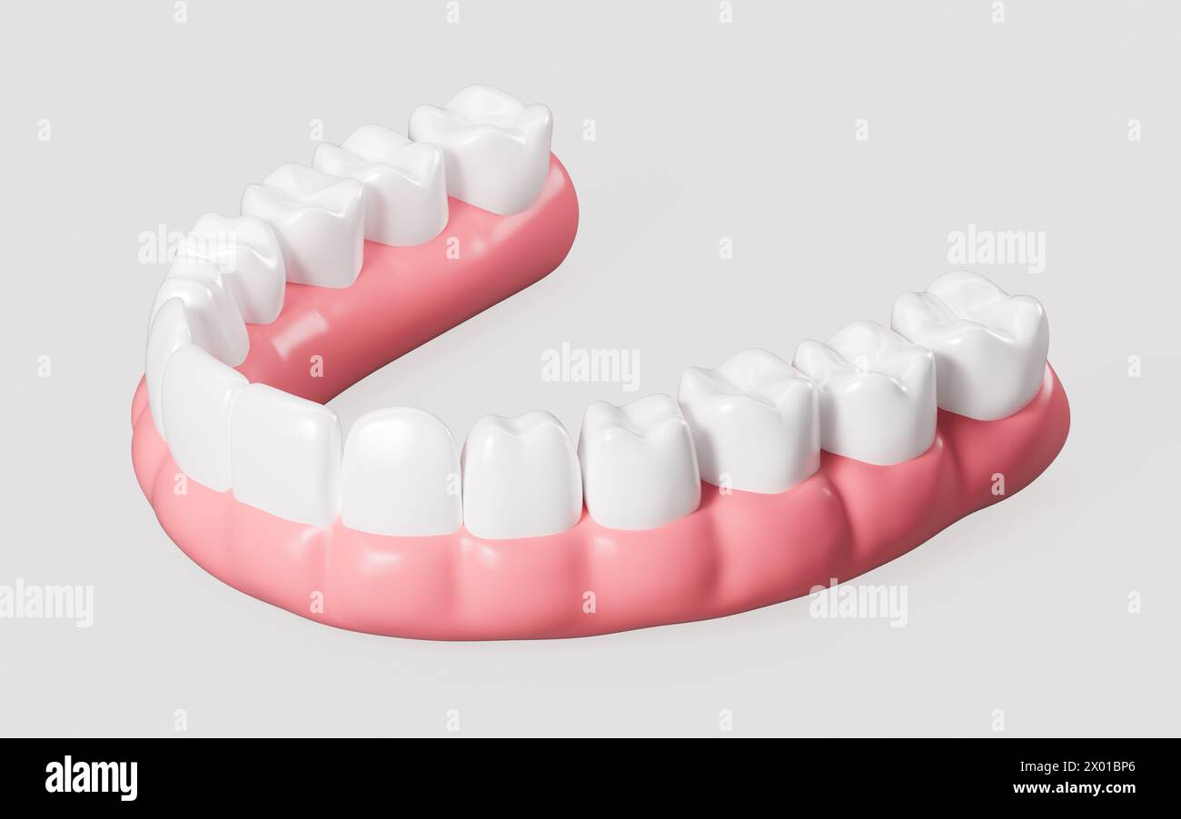 Human tooth model, white teeth, even teeth model, 3d rendering. 3d ...