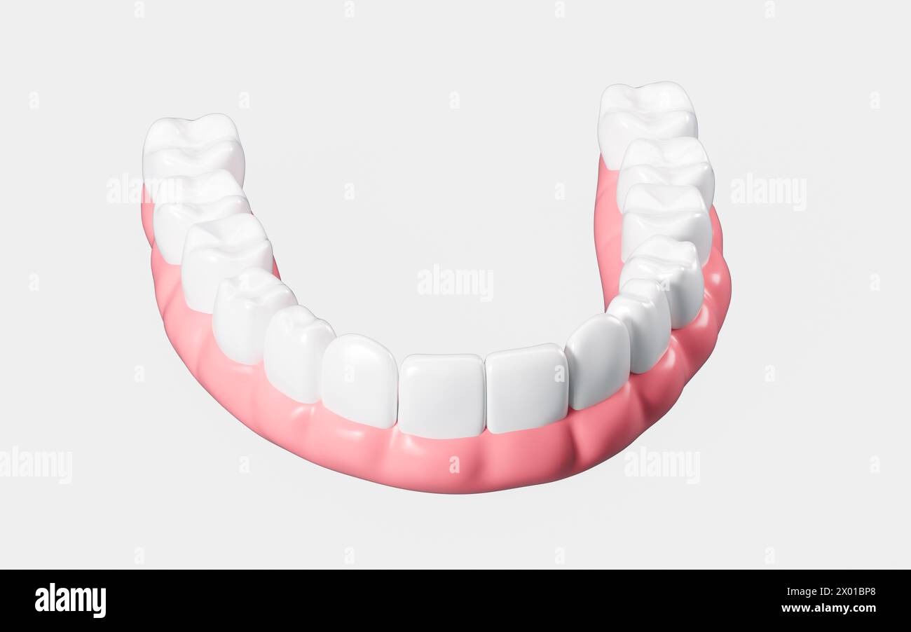 Human tooth model, white teeth, even teeth model, 3d rendering. 3d ...