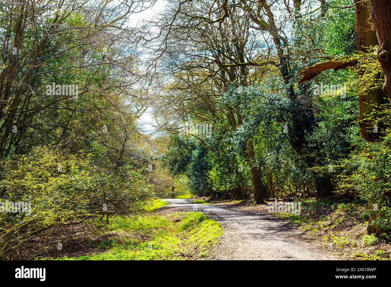 Green Ride on the Oak Trail in Epping Forest, Essex, England Stock ...
